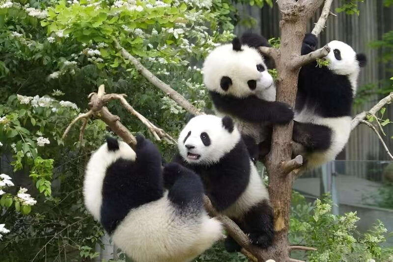 Half day small group tour to Chengdu Panda Breeding Center - The Sum Up: The Best Choice for Authentic Panda Encounters