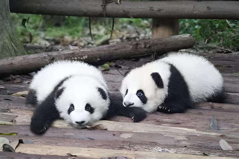 Half day small group tour to Chengdu Panda Breeding Center - FAQ: Your Questions Answered