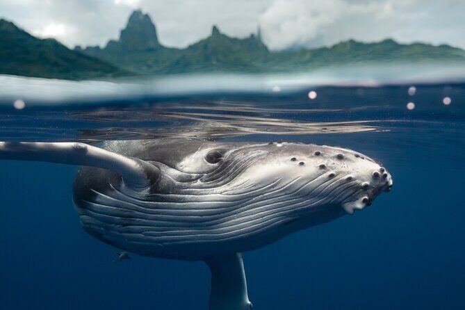 Half Day Small Group Whale Watching - Why Choose This Whale Watching Tour in Moorea?