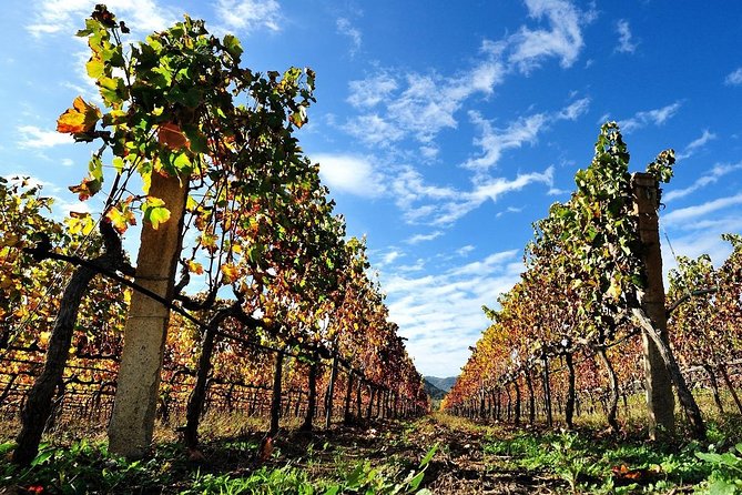 Half-Day Small-Group Wine Experience With Wine Expert From Cagliari - Delectable Brunch and Intimate Group Experience