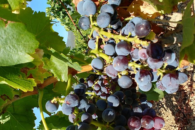 Half-Day Small-Group Wine Experience With Wine Expert From Cagliari - Memorable Hospitality and Personal Touches