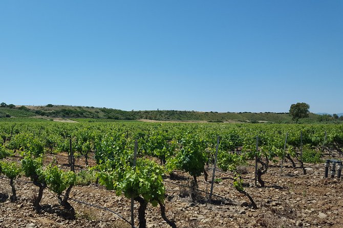 Half-Day Small-Group Wine Experience With Wine Expert From Cagliari - Convenient Logistics and Flexible Cancellation Policy