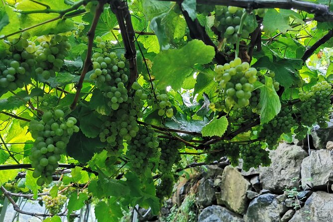 Half-Day Small-Group Wine Tour in Madeira - Tour Details