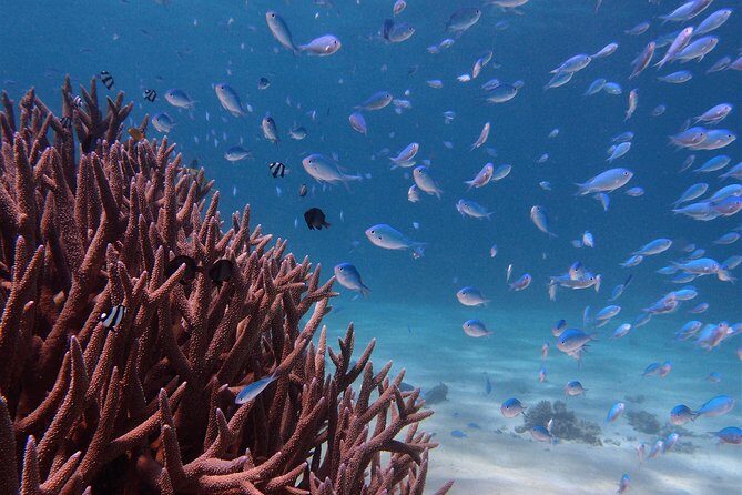 Half Day Snorkel 2.5hr Turtle Tour on the Ningaloo Reef, Exmouth - Key Points