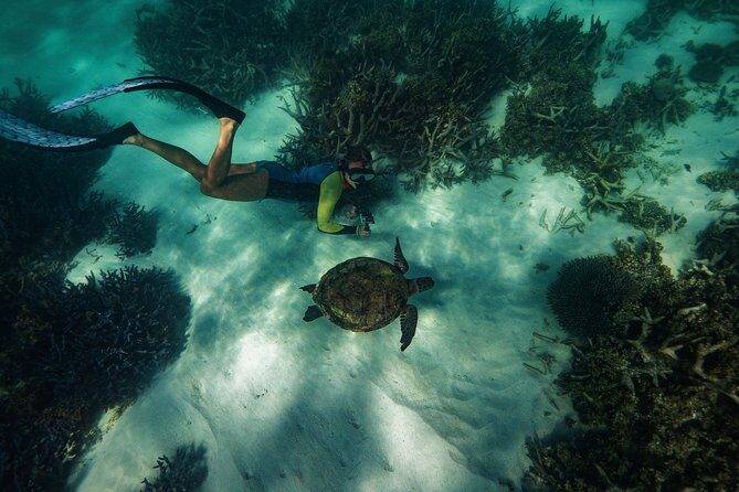 Half Day Snorkel 2.5hr Turtle Tour on the Ningaloo Reef, Exmouth - Why It’s a Strong Choice for Travelers