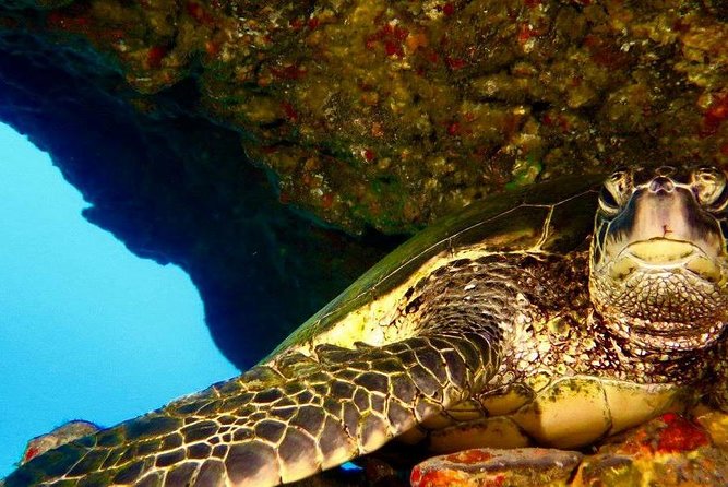 Half Day Snorkel to Lanai From Kaanapali Beach + Dolphin Search - What to Expect During the Snorkeling Adventure