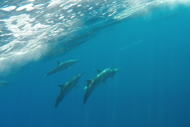 Half Day Snorkel to Lanai From Kaanapali Beach + Dolphin Search - Common Wildlife Sightings
