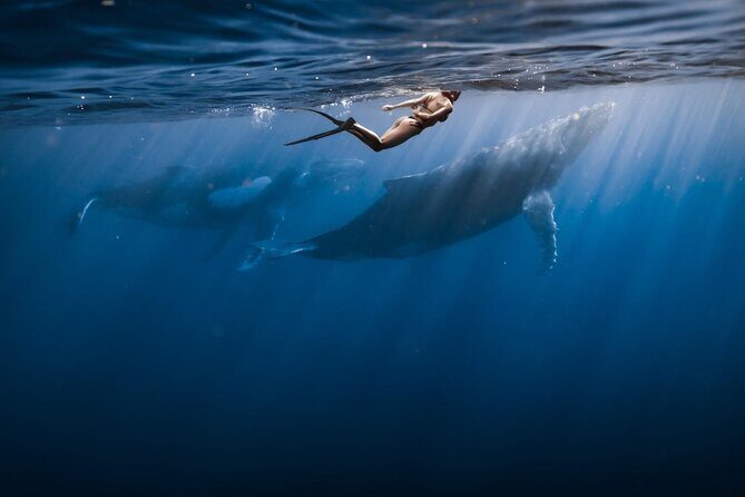 Half Day Snorkeling in Moorea - FAQs