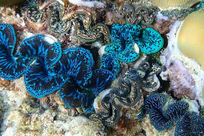 Half day Snorkeling Shared Boat Tour in Bora Bora - Authentic Experiences as Reported by Travelers