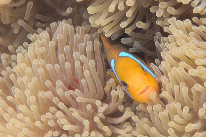 Half day Snorkeling Shared Boat Tour in Bora Bora - FAQ