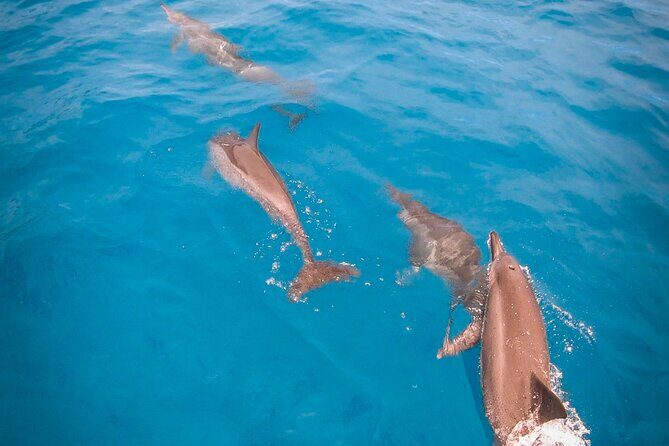 Half-Day Snorkeling Tour from Papeete - Why This Tour Might Be Just Right for You