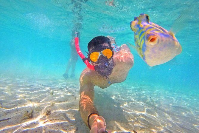 Half Day Snorkeling Tour in the Bahamas - Frequently Asked Questions (FAQs)
