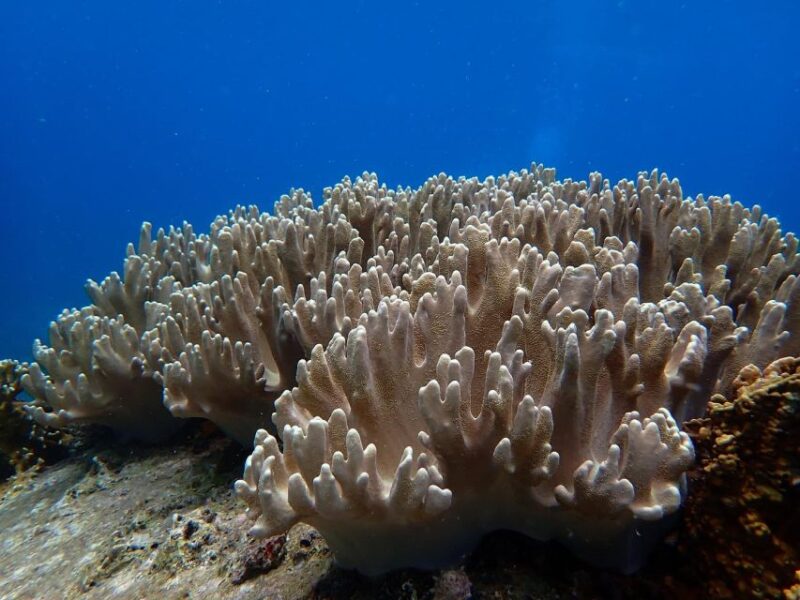 Half-Day Snorkeling trip in Nha Trang with Vietnam Active - Key Points