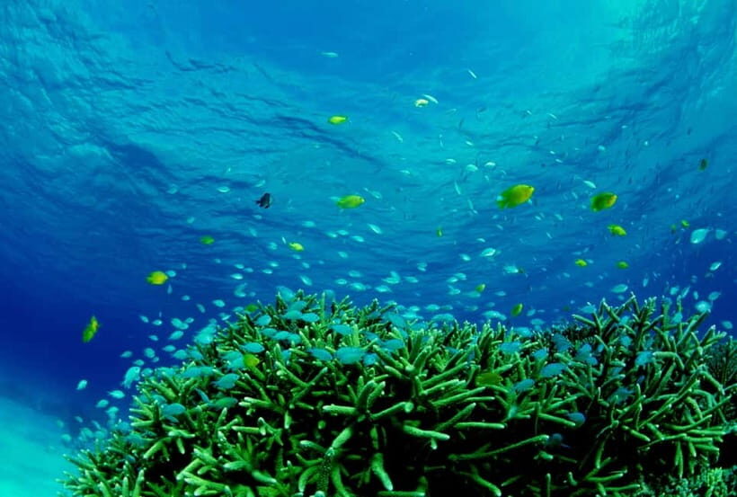 Half-Day Snorkeling Trip to Kerama - What the Tour Offers