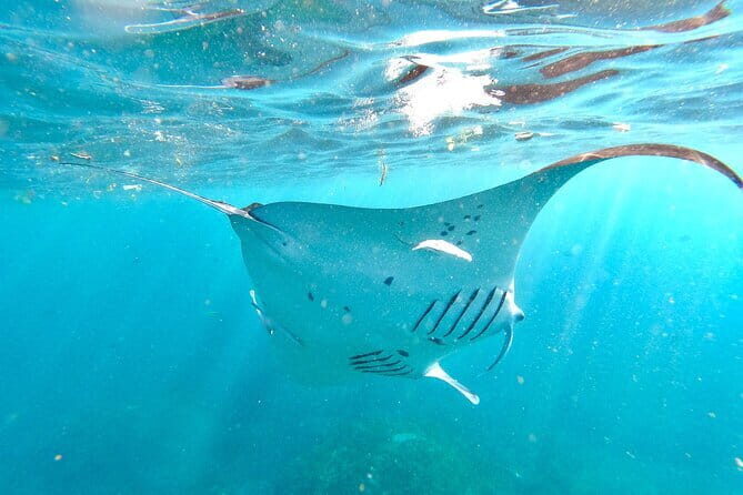 Half Day Snorkeling with Manta Ray Nusa Penida - FAQs