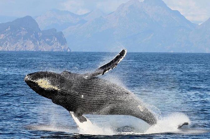 Half day Spring Resurrection Bay & Wildlife Tour from Seward - What to Expect on the Itinerary