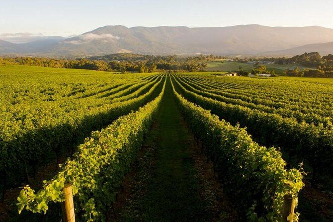 Half-Day Swan Valley Walk & Fruit Orchard - Key Points