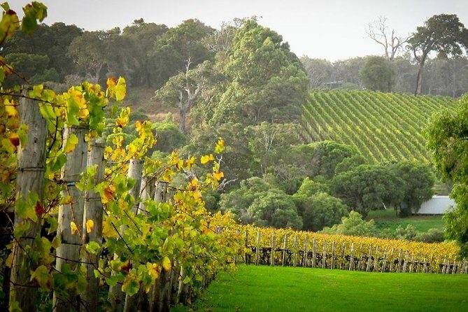 Half-Day Swan Valley & Wildlife Park Tour - A Hands-On Look at the Half-Day Swan Valley & Wildlife Park Tour