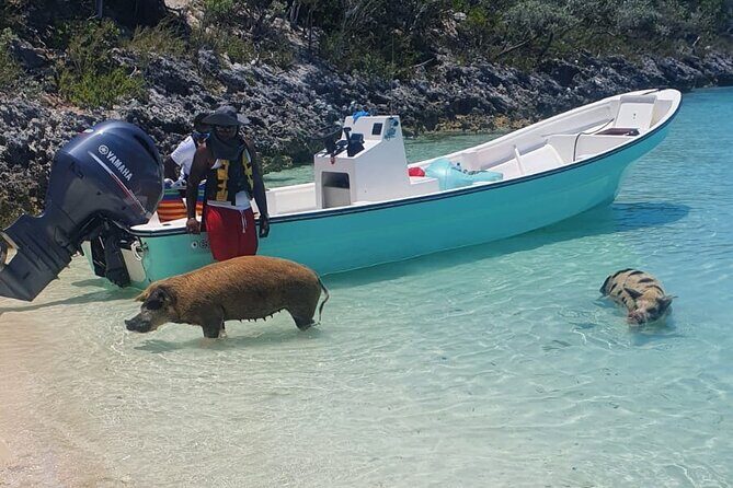HALF DAY Swiming Pigs and Sharks Tour (Nassau to Exuma by Plane) - Key Points