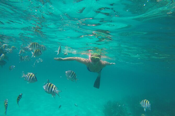 Half Day Swimming Pigs on Rose Island, Snorkeling and Lunch - Who Will Enjoy This Tour?