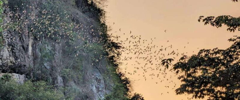 Half-day swing bridge, bamboo train, batcave & Killing cave - Key Points