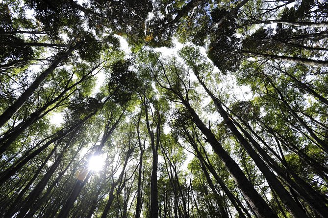 Half-Day Tierra Del Fuego National Park With Lunch and Drinks - Guest Feedback