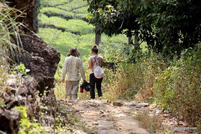 Half day Top Valley trek in Munnar - Key Points