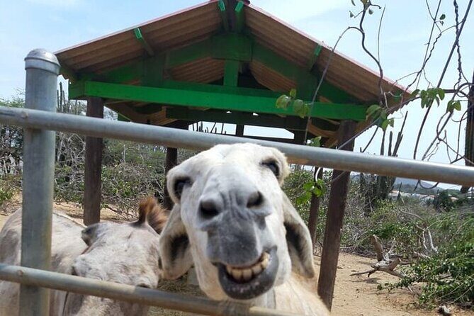 Half day Tour - FAQs