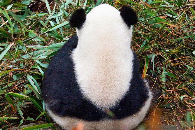 Half-Day Tour at Chengdu Panda Breeding Research Base - Who Will Love This Tour?
