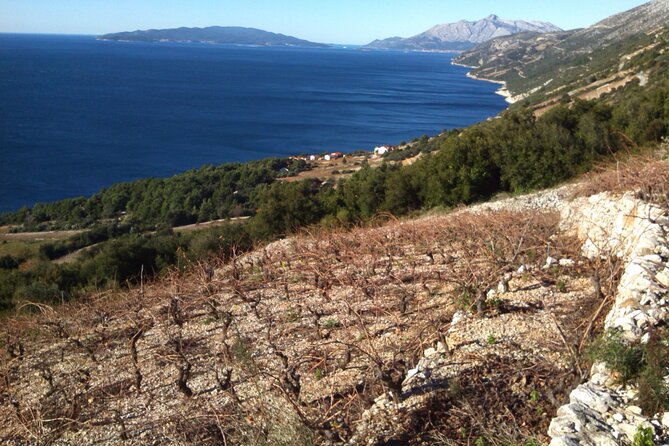 Half Day Tour - Deep and Dark Red Wine of Peljeac - Final Thoughts