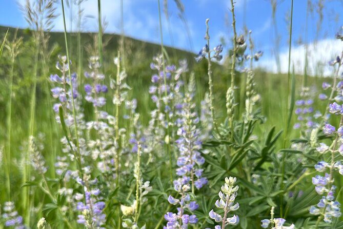 Half Day Tour from Denver Private Guided Hike with Curated Picnic - Authentic Experiences and Authentic Value