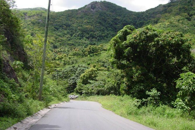 Half-Day Tour: Island Safari Adventure from St. John's - What to Expect on Your Antigua Island Safari