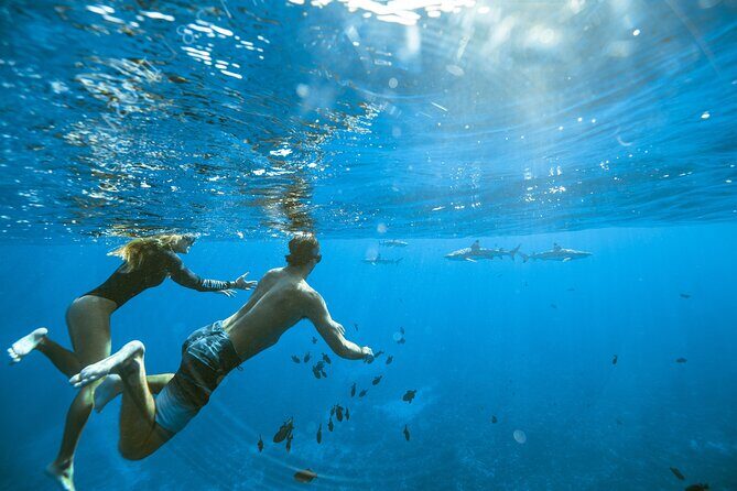 Half Day Tour lagoon discovery marine fauna flora small group - The Value of This Tour