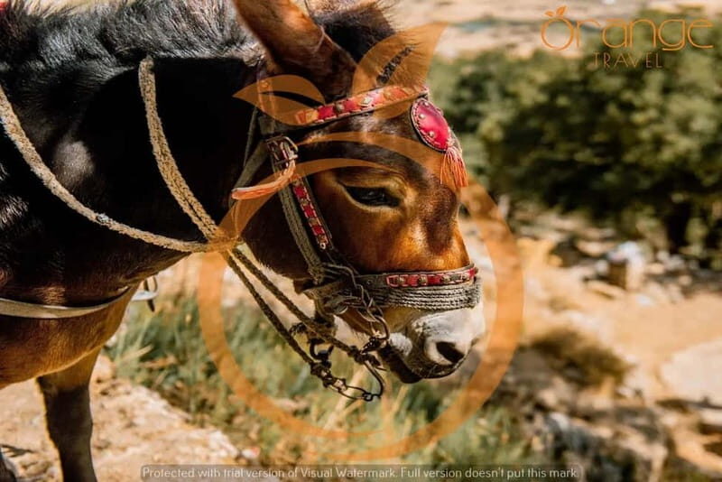 Half-Day Tour : Lasithi Plateau-Mythology Park - Key Points