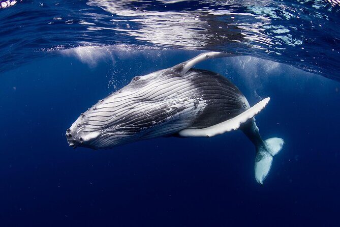 Half Day Tour : Moorea Snorkeling & Sailing on a Catamaran named Taboo - The Sum Up