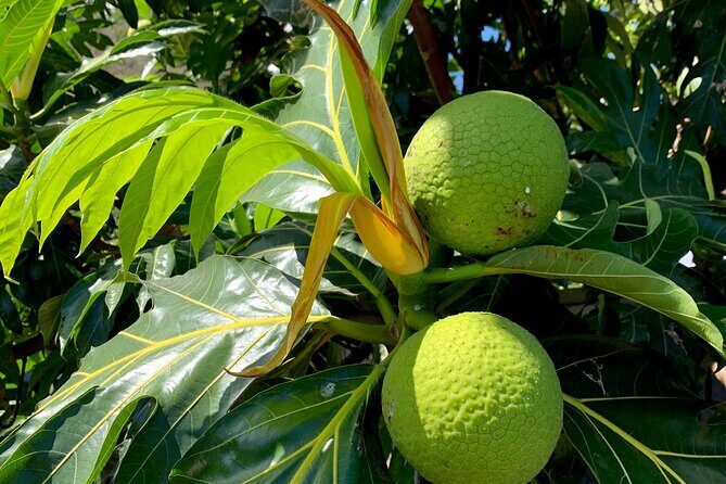 Half-Day Tour of Moorea Island in a Small Group - Who Should Consider This Tour?