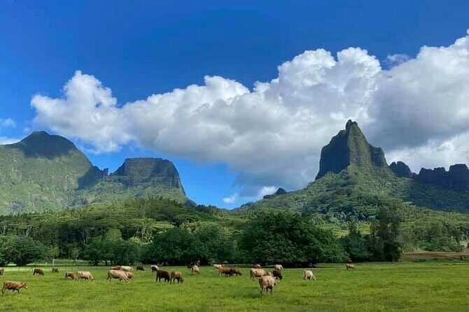 Half-Day Tour of Moorea Island in a Small Group - Final Thoughts
