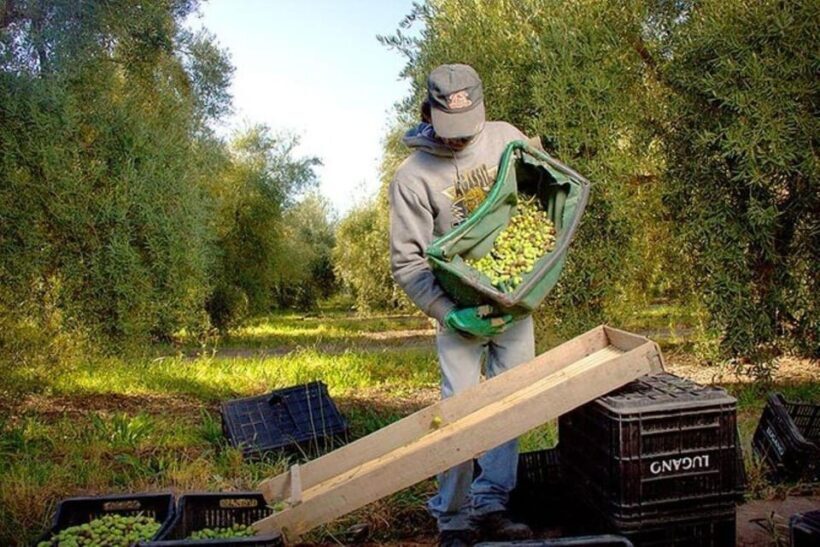 Half Day Tour of Wineries and Olive Oil from Mendoza - Authentic Experiences and Real Feedback