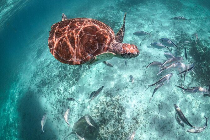 Half-day Tour Sea Turtles Encounter in Akumal Bay - What’s Included & What’s Not