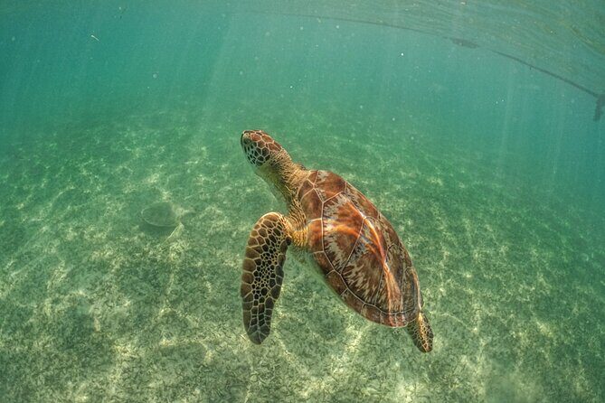 Half-day Tour Sea Turtles Encounter in Akumal Bay - Authentic Experiences & Traveler Feedback