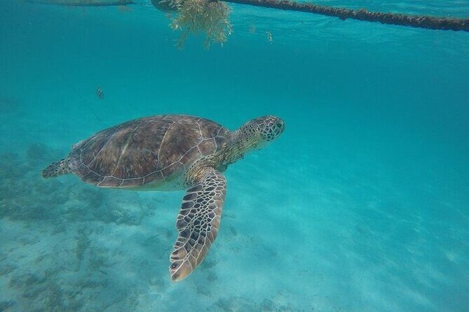 Half-day Tour Sea Turtles Encounter in Akumal Bay - The Value of This Tour