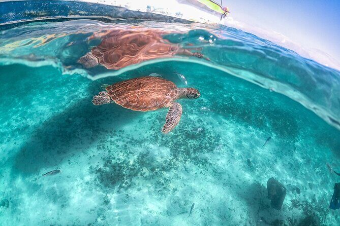 Half-day Tour Sea Turtles Encounter in Akumal Bay - FAQ: Your Practical Questions Answered