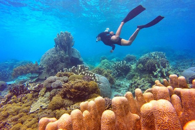 Half Day Tour Snorkeling in Nha Trang Bay Included Lunch - How Does It Compare in Value?