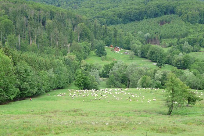 Half Day Tour to Bucovina Painted Monasteries - The Sum Up: Who Will Appreciate This Tour?