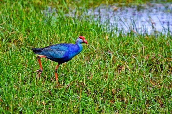 Half Day Tour to Muthurajawela, Lagoon, Dutch Canal and Mangroves - Key Points