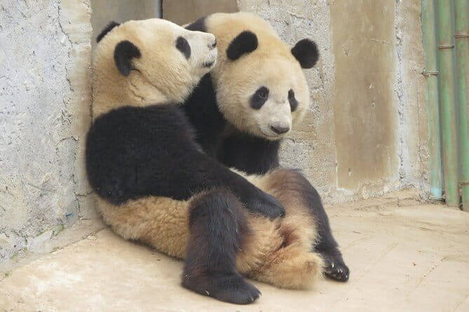 Half Day Tour to Xi'an Wild Panda Breeding and Protecting Center - Key Points