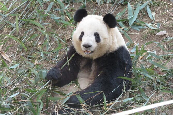 Half Day Tour to Xi'an Wild Panda Breeding and Protecting Center - A Detailed Look at the Itinerary