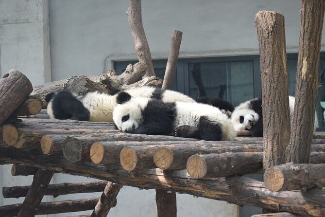 Half Day Tour to Xi'an Wild Panda Breeding and Protecting Center - The Experience and Traveler Feedback