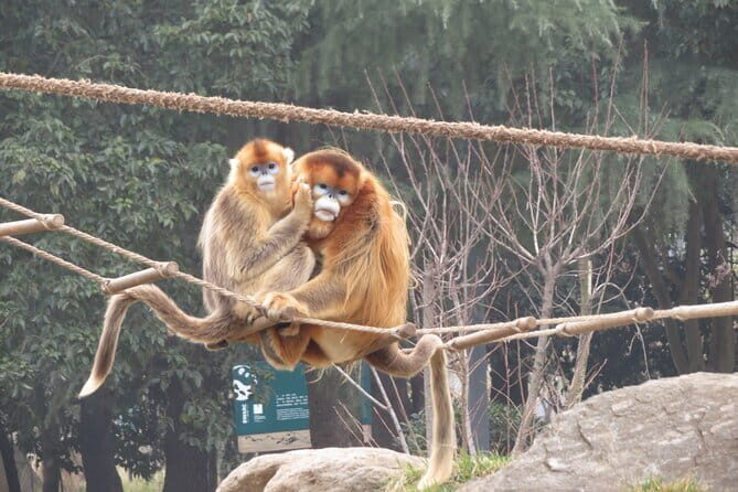 Half Day Tour to Xi'an Wild Panda Breeding and Protecting Center - Practical Tips for Travelers