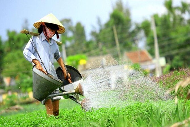 Half -Day Tra Que Herbal Village Tour from Hoi An - Key Points